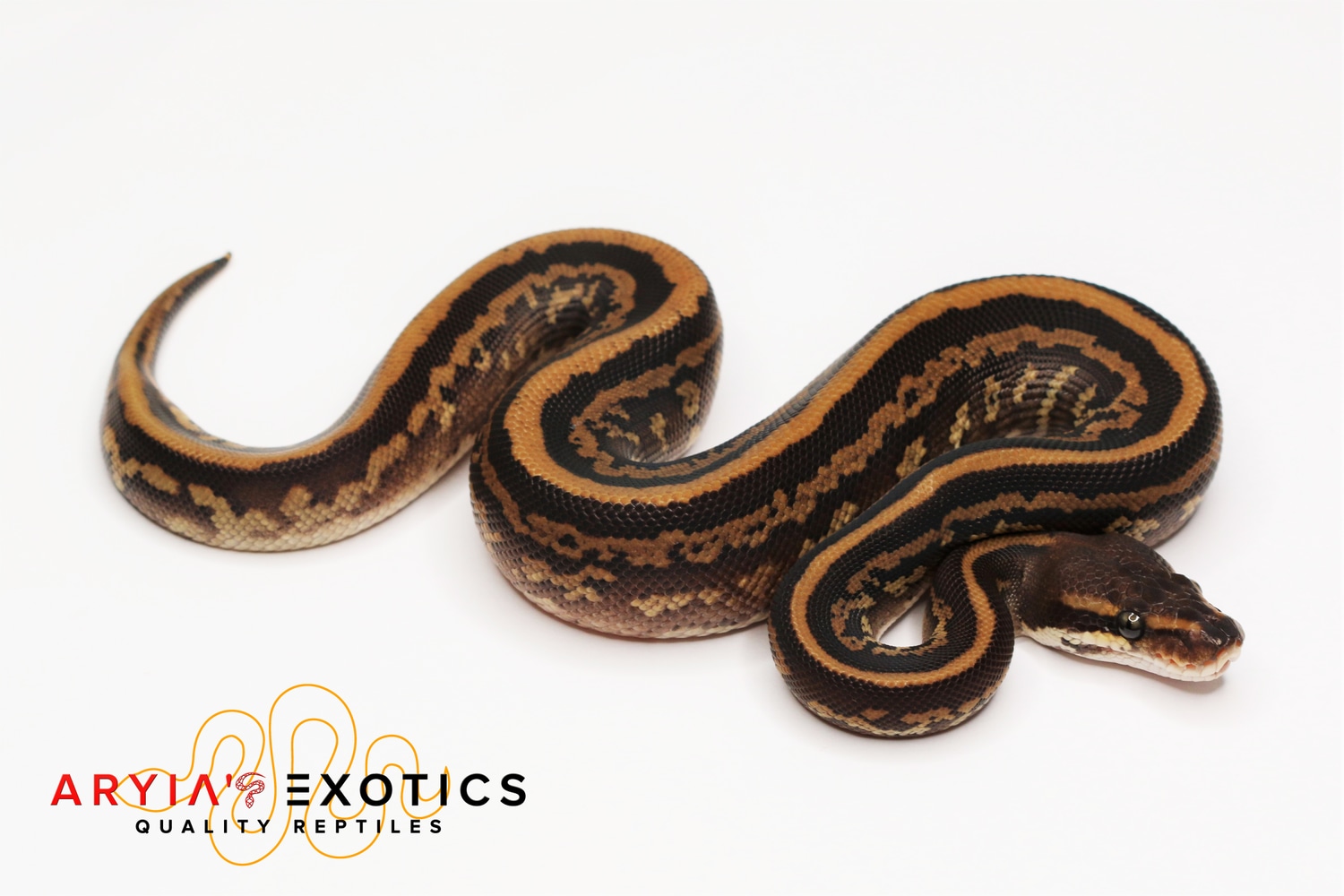 *FREE SHIPPING* Mojave Leopard Orbit Ball Python by Aryia's Exotics ...