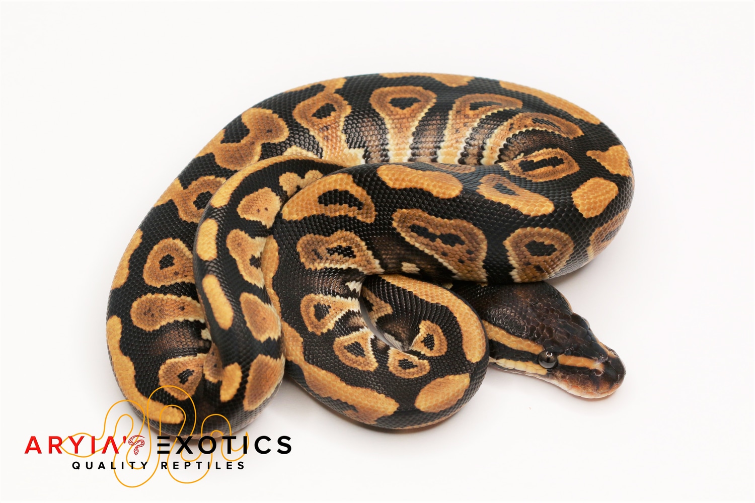 Mystic Ball Python by Aryia's Exotics - MorphMarket