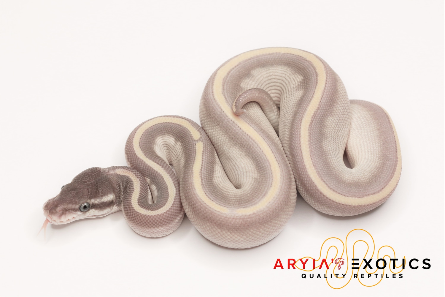 Mystic Potion Ball Python by Aryia's Exotics - MorphMarket