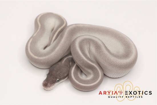 Blackhead Mystic Potion Ball Python by Aryia's Exotics