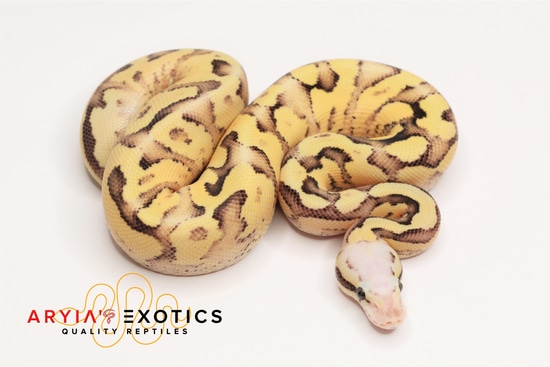 Vanilla Scream Het TSK Axanthic Ball Python by Aryia's Exotics