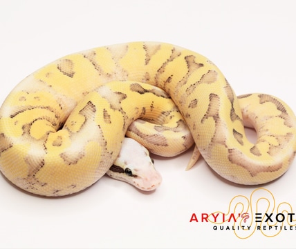 Blackhead Calico Ball Python by Aryia's Exotics - MorphMarket
