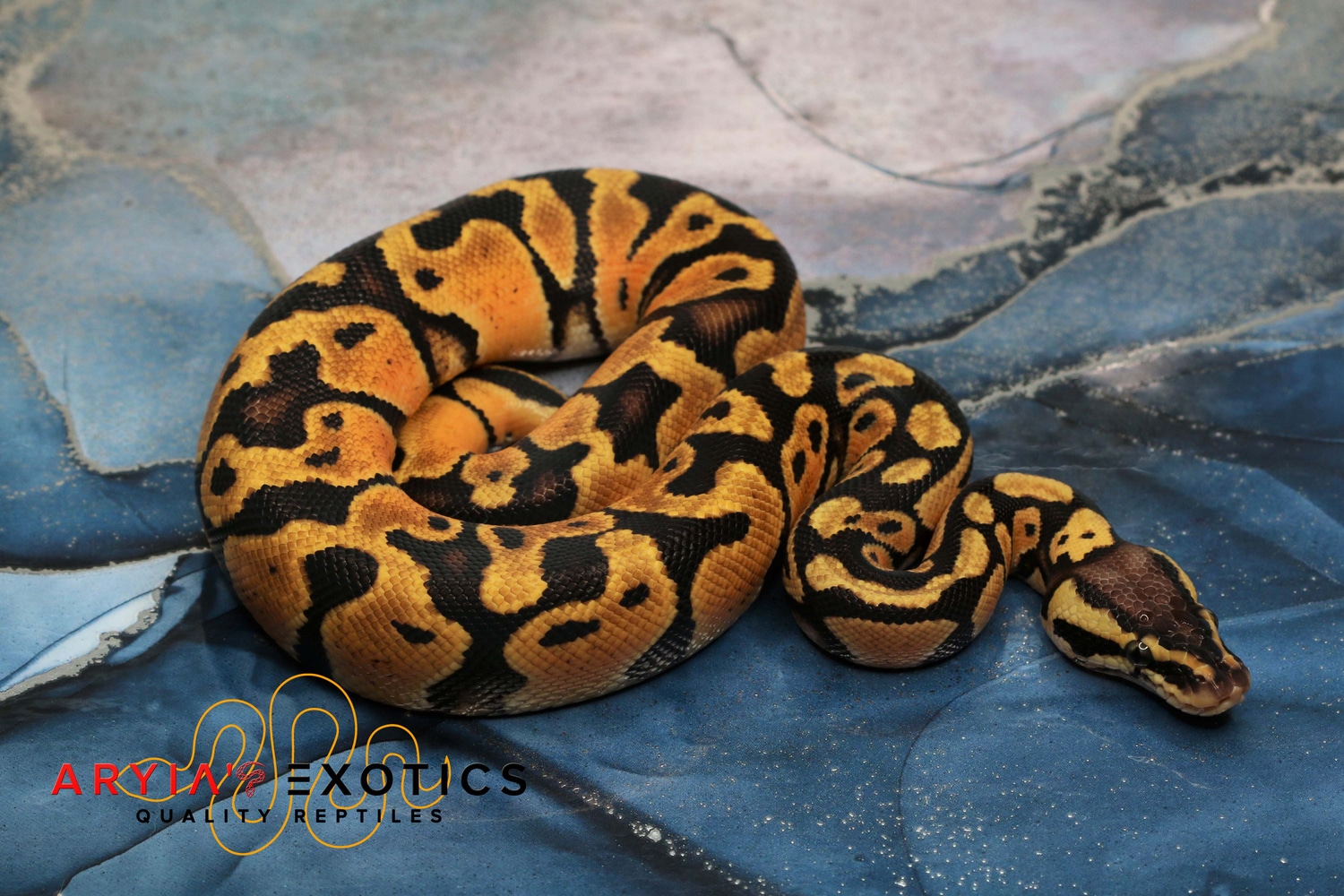 Pastel Fire/Vanilla 100% Het TSK Axanthic Ball Python by Aryia's ...