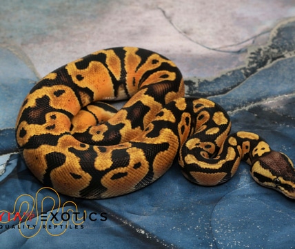 Blackhead Calico Ball Python by Aryia's Exotics - MorphMarket