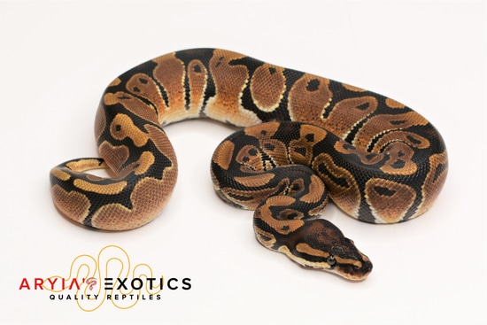 Normal Pos. Orbit Ball Python by Aryia's Exotics