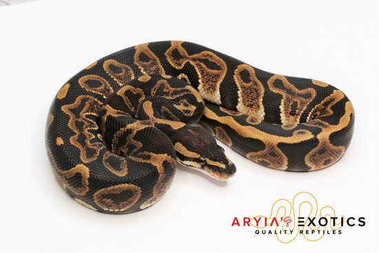 Leopard Pos. GHI Ball Python by Aryia's Exotics