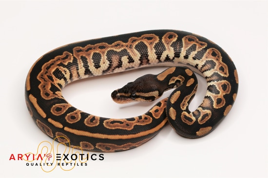 Blackpastel Het Pied Ball Python by Aryia's Exotics