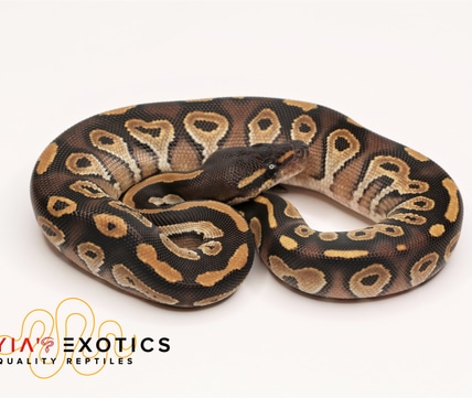 *FREE SHIPPING* Blackhead Mystic Potion Ball Python by Aryia's Exotics ...