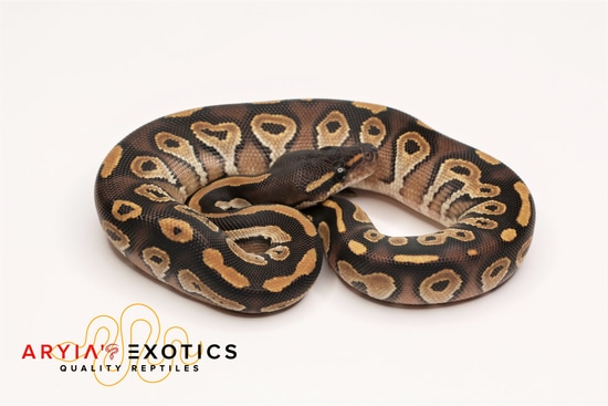 Blackhead Mojave Pos. Calico Ball Python by Aryia's Exotics