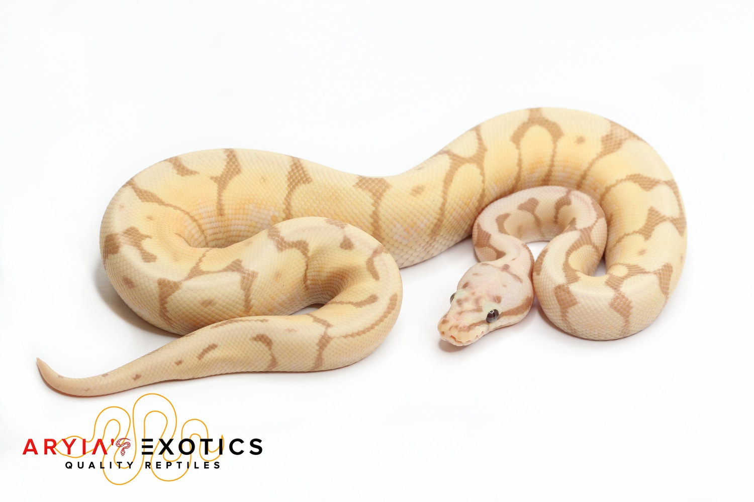 Banana Bumblebee 100% Het TSK Axanthic (Female-maker!) Ball Python by ...