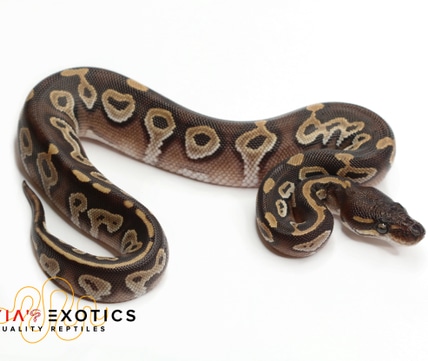 *FREE SHIPPING* Blackhead Mystic Potion Ball Python by Aryia's Exotics ...
