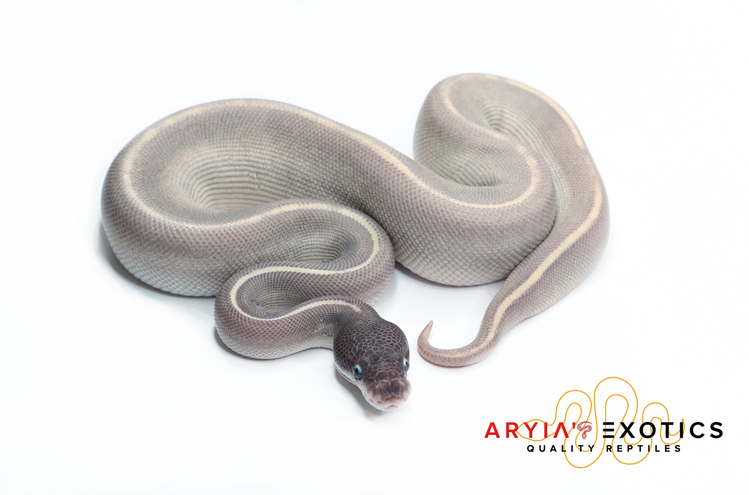 *FREE SHIPPING* Blackhead Mystic Potion Ball Python by Aryia's Exotics ...