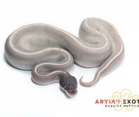 *FREE SHIPPING* Blackhead Mystic Potion Ball Python by Aryia's Exotics ...