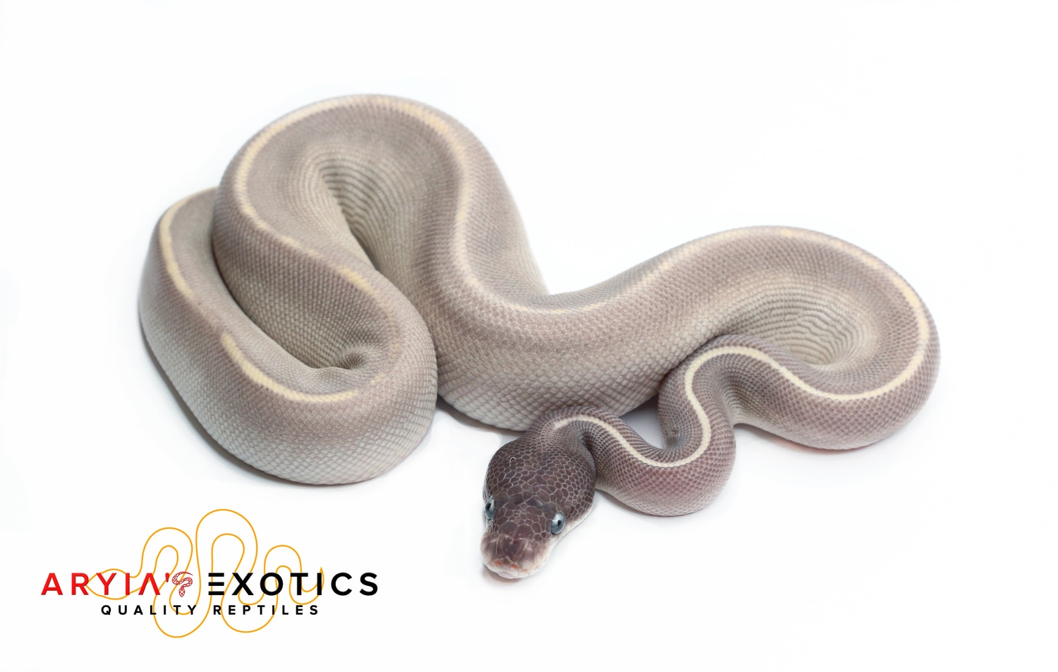 Blackhead Mystic Potion Ball Python by Aryia's Exotics - MorphMarket