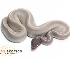 Blackhead Mystic Potion Ball Python by Aryia's Exotics - MorphMarket