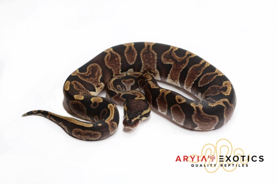 *RTB* GHI Het Pied Ball Python by Aryia's Exotics