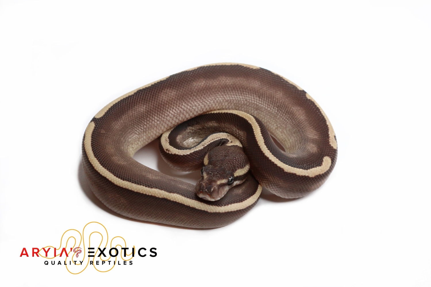 *FREE SHIPPING* GHI Mojave Het Pied Ball Python by Aryia's Exotics ...