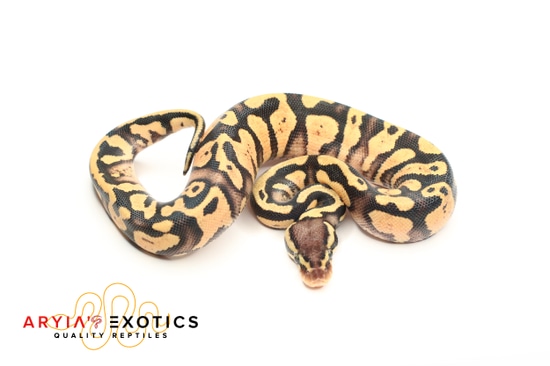 Pastel YB Ball Python by Aryia's Exotics