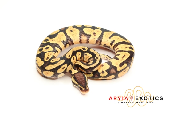 Pastel Ball Python by Aryia's Exotics