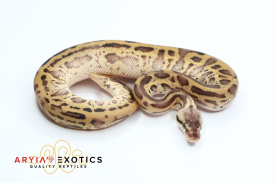 Super Pastel Leopard YB/Specter Ball Python by Aryia's Exotics