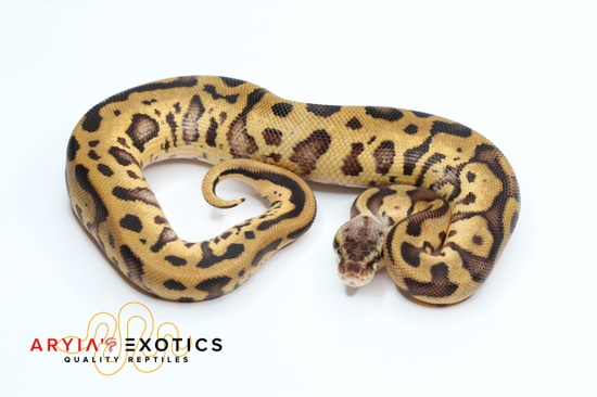 Pastel Leopard YB/Specter Ball Python by Aryia's Exotics