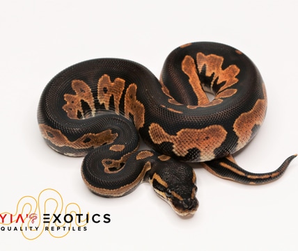 *FREE SHIPPING* Blackhead Mystic Potion Ball Python by Aryia's Exotics ...