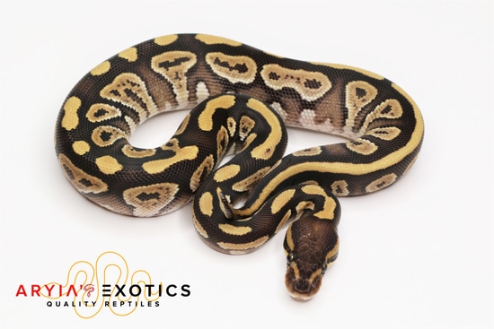 Mojave Ball Python by Aryia's Exotics