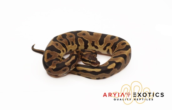 Leopard YB/Spark Ball Python by Aryia's Exotics