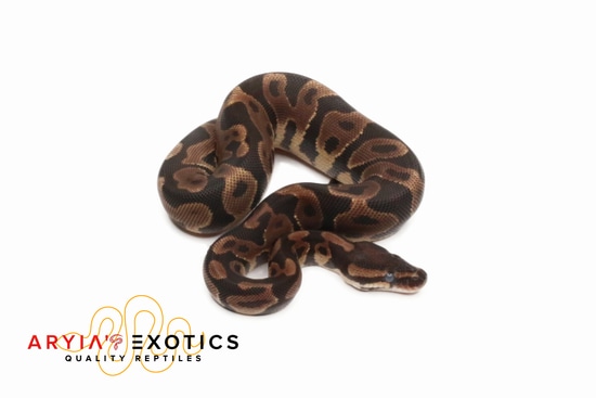 Leopard YB/Spark Ball Python by Aryia's Exotics