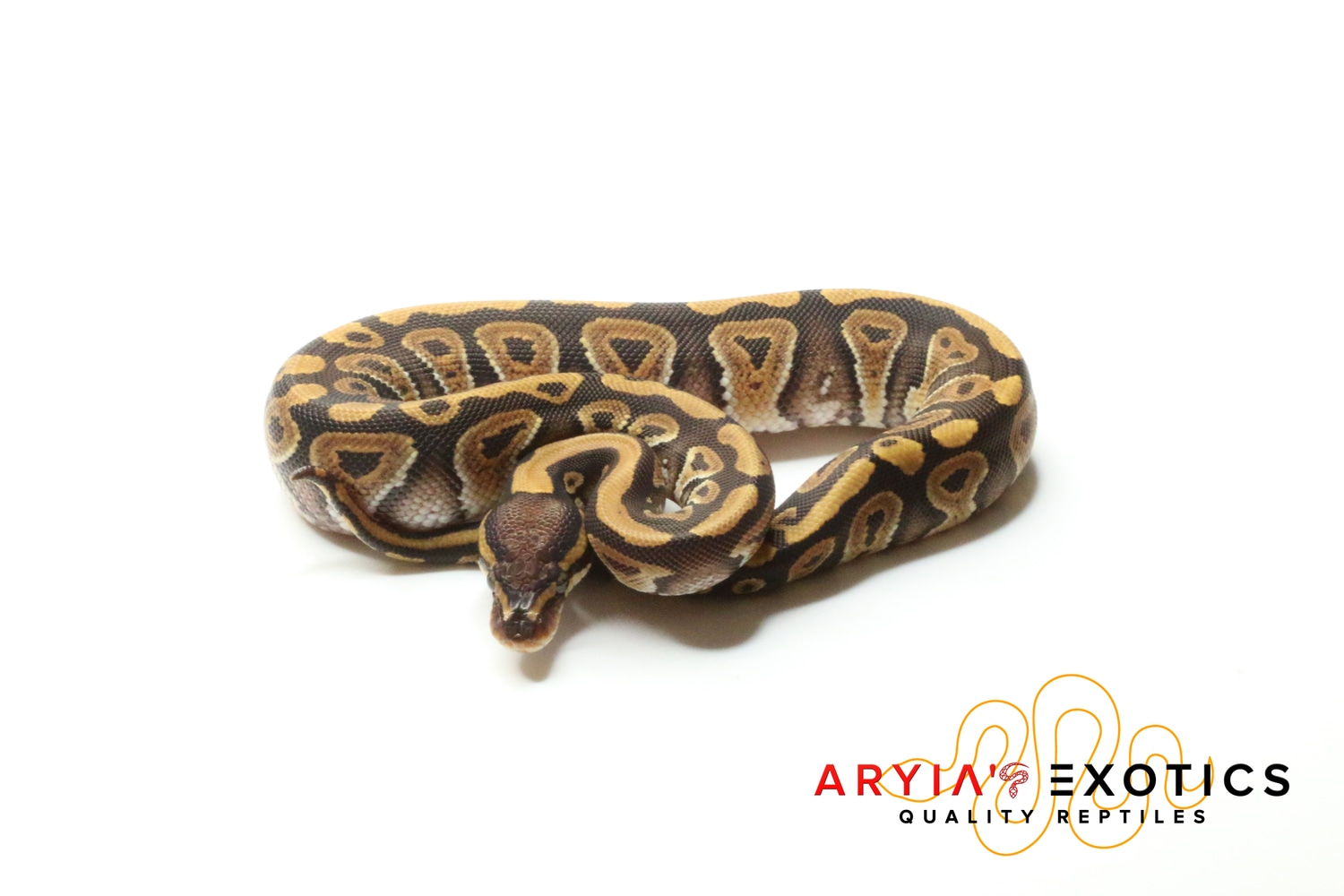 Mystic Ball Python by Aryia's Exotics - MorphMarket