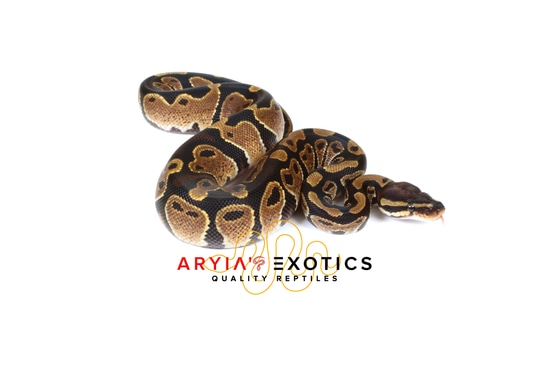 Het Lavender 66% Het Piebald Ball Python by Aryia's Exotics