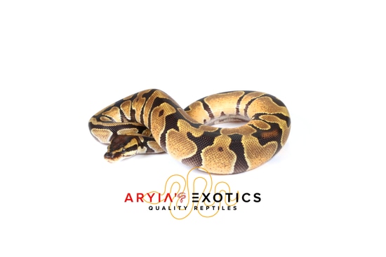 Enchi Het Pied Pos. Het Lavender Ball Python by Aryia's Exotics