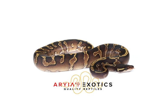 Blackhead GHI YB Het Lavender Pos. Het Pied Ball Python by Aryia's Exotics