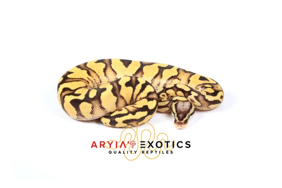 Firefly YB Het TSK Axanthic Ball Python by Aryia's Exotics
