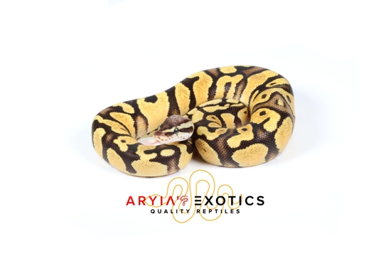 Firefly Het TSK Axanthic Ball Python by Aryia's Exotics