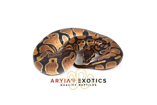 Het Dreamsicle Pair Ball Python by Aryia's Exotics