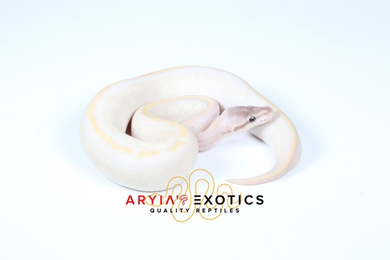 Mystic Honey Pos. Cypress Fire YB Ball Python by Aryia's Exotics