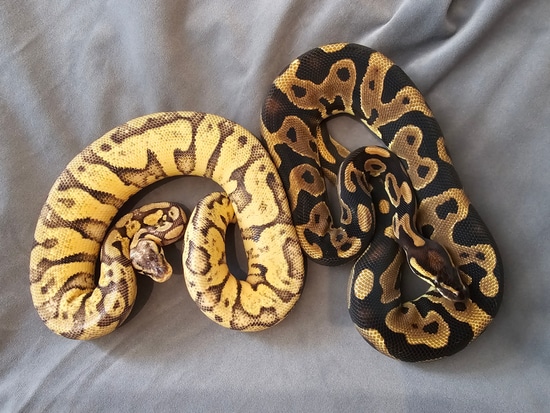 Super Pastel YB/Specter & Leo YB/Specter Pair Ball Python by Aryia's ...