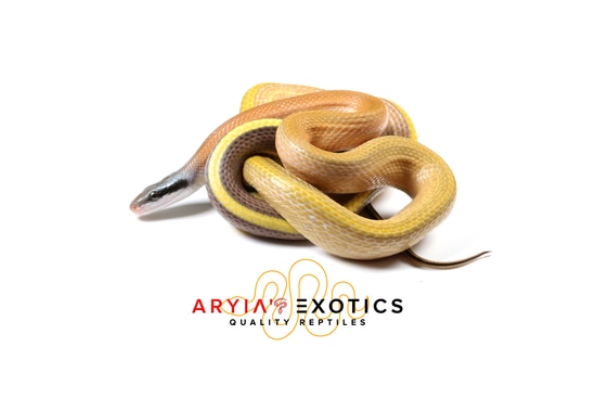Cave Dwelling Beauty Snake (Orthriophis Taeniurus Ridleyi) Beauty Rat Snake by Aryia's Exotics