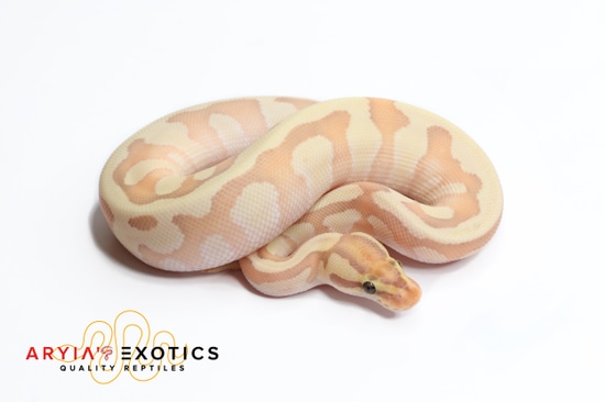 Banana Enchi Fire (Lesser) DH Hypo/Clown Ball Python by Aryia's Exotics