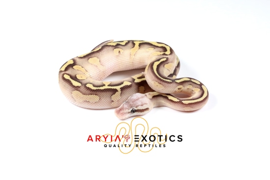 Pastel Lesser Wookie (Fire/YB) Het Hypo Ball Python by Aryia's Exotics