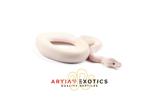 Super Mojave (Banana/GHI/Clown/Hypo) Ball Python by Aryia's Exotics