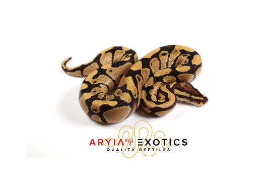 Fire/Vanilla Het Clown 50% Het TSK Axanthic Ball Python by Aryia's Exotics