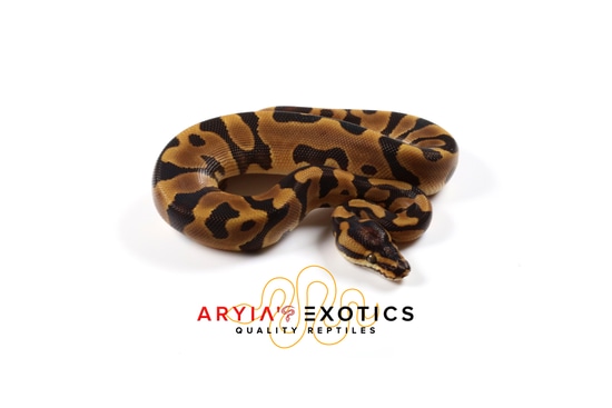 Starburst Dreamsicle Making Pair! Ball Python by Aryia's Exotics