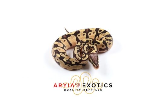 Pastel (Vanilla) Ball Python by Aryia's Exotics