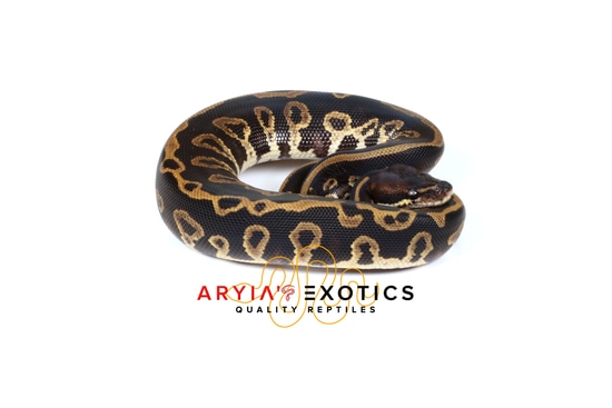 Blackhead Leopard Het Lavender 66% Het Pied Ball Python by Aryia's Exotics
