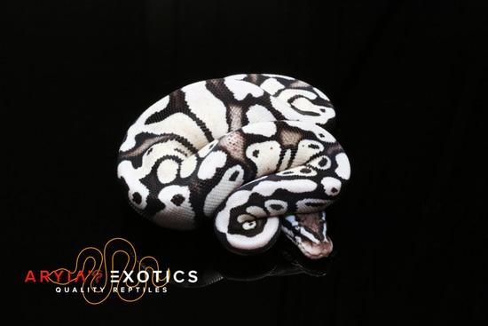 Firefly YB TSK Ball Python by Aryia's Exotics