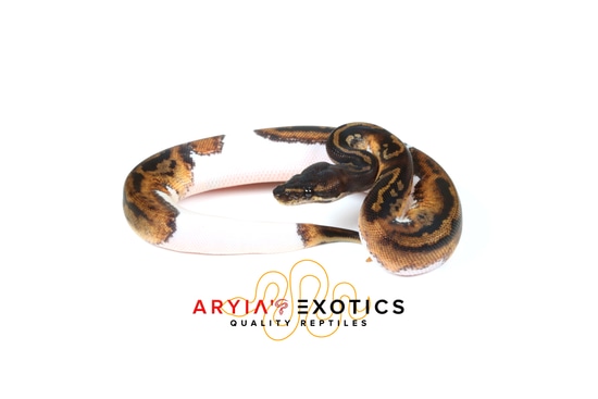 Blackhead Leopard Pied Het Lavender Ball Python by Aryia's Exotics