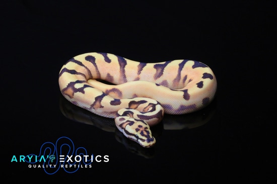 Super ODYB Fire Spotnose Pos. Het Clown Ball Python by Aryia's Exotics