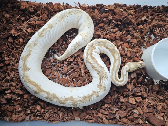 RTB Sugar (Spotnose) Queenbee Ball Python by Aryia's Exotics